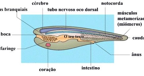 O Melhor da Biologia: Cordados - Características