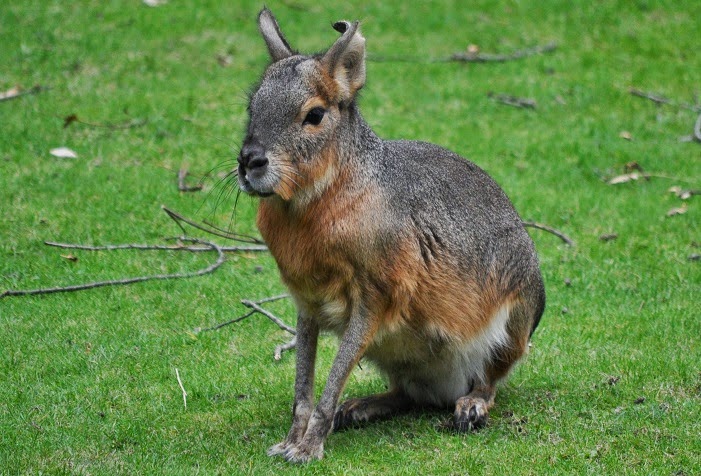 ZOOTOGRAFIANDO (6.100 ANIMALS): MARA DE LA PATAGONIA / PATAGONIAN MARA ...