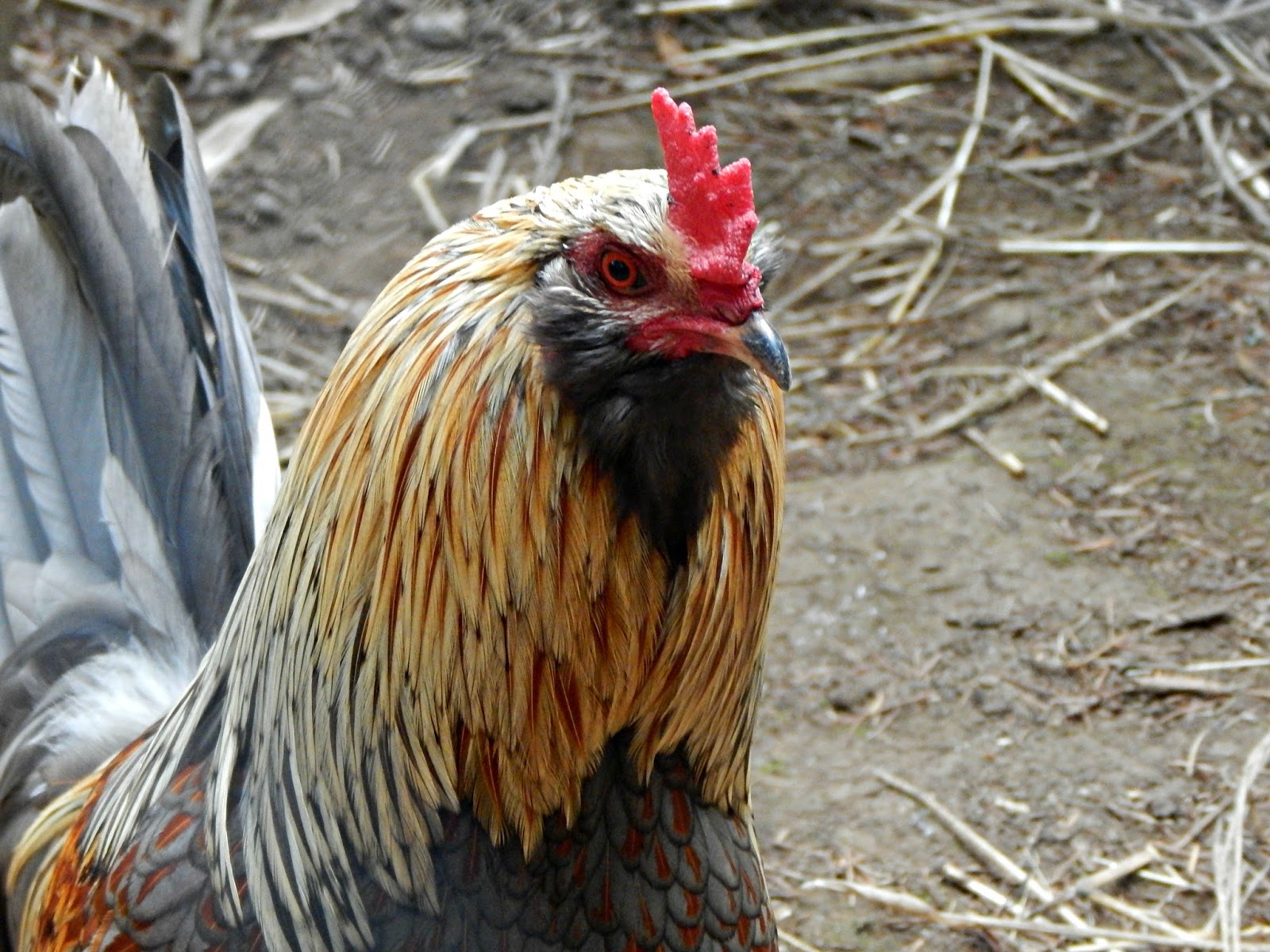 Why Did the Rooster Cross the Road? Because Our Hens Were on the Other ...