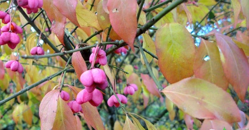 Unis Vers Nature: Le fusain, une belle vénéneuse...