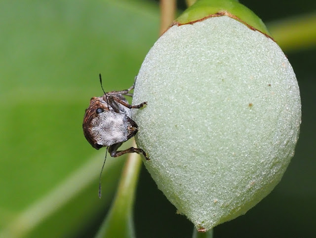 エゴヒゲナガゾウムシ-穂高's Field Notes ～from神奈川の空の下～