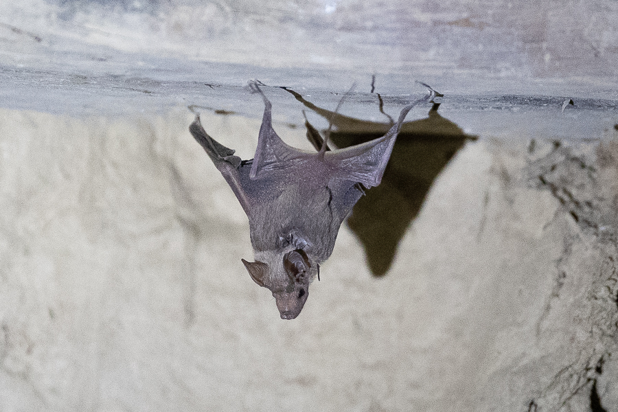 Birds of Saudi Arabia: Greater Mouse-tailed Bat – Dhee Ayn