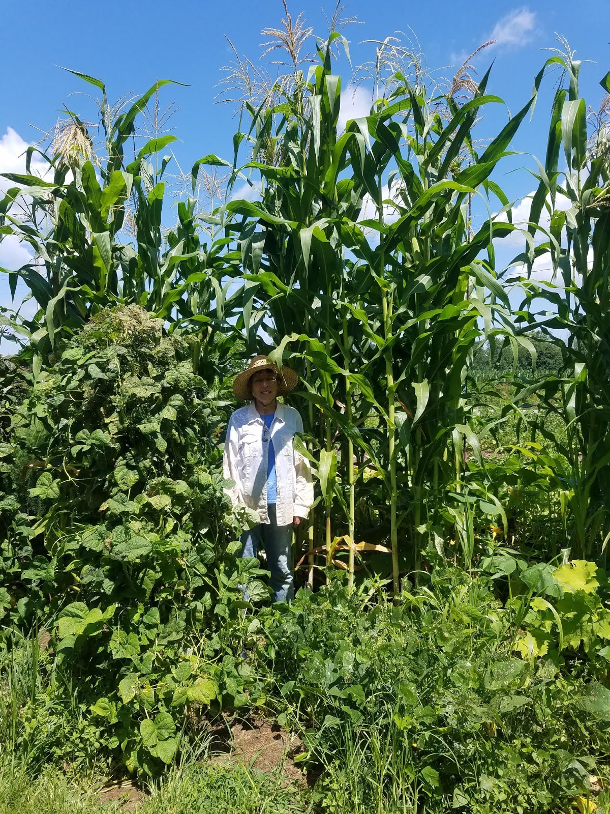 Simply Homemaking: "Bloody Butcher Dent Corn"