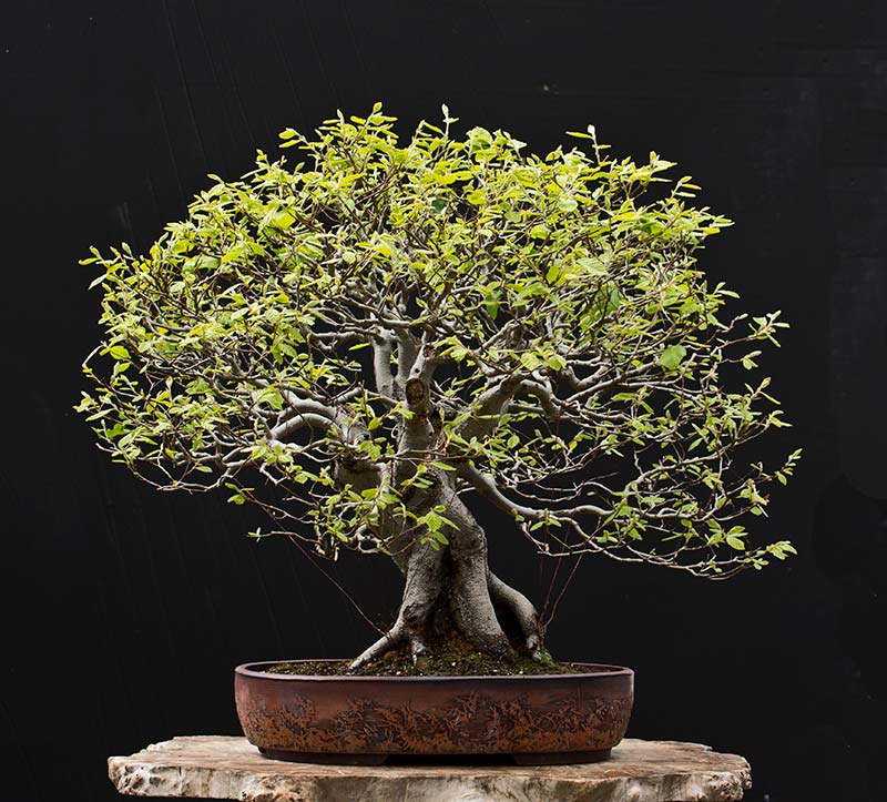 Walter Pall Bonsai Adventures: European Beech #5 - second flush
