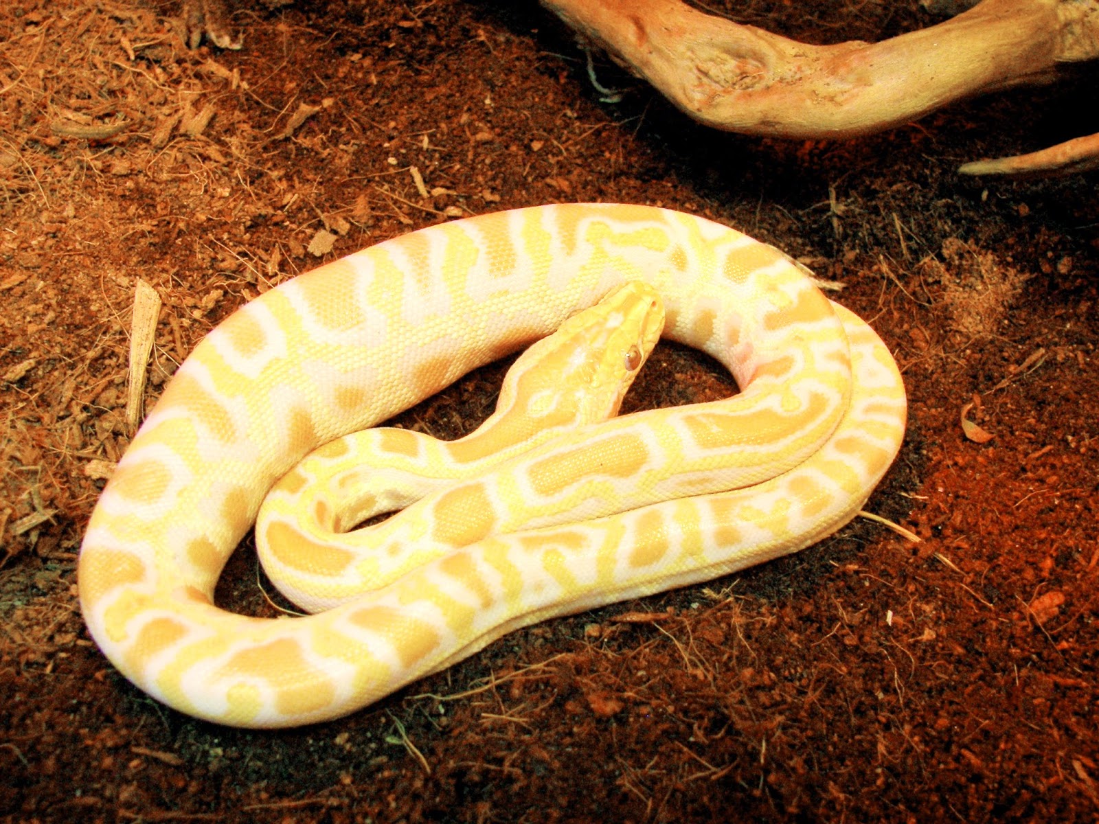 De Mascotas y +: Pitón Birmana