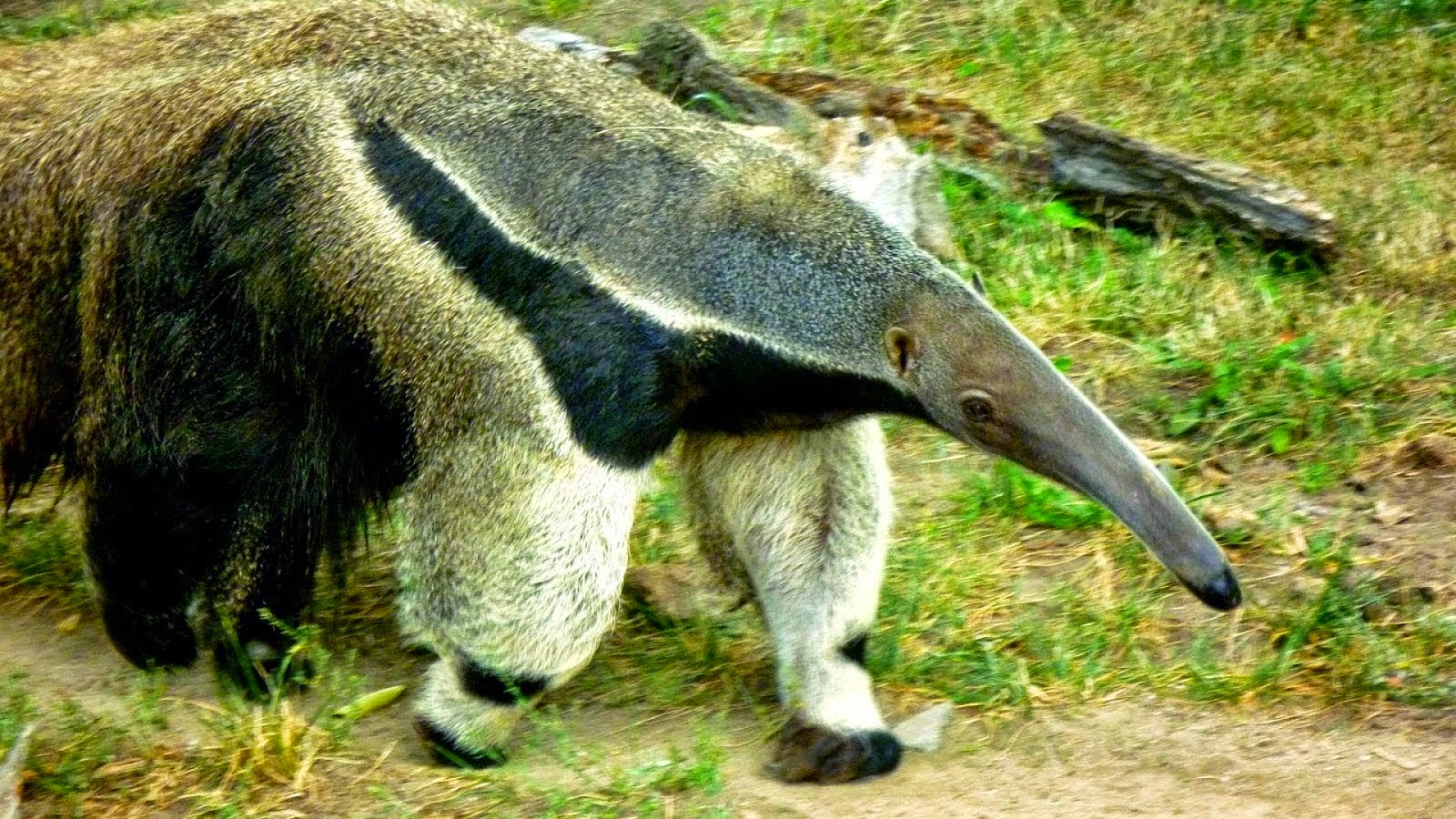 Subhanallah. 7 Gambar Tenggiling Gergasi Menyerupai Panda! - Glepor