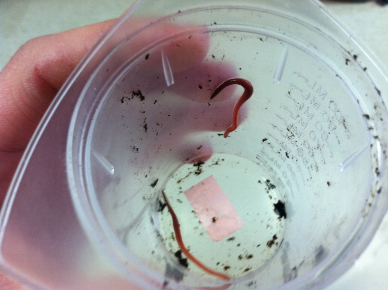 Worm Cast: What's the 'poop' on worm science?: I chop up babies...Worm ...