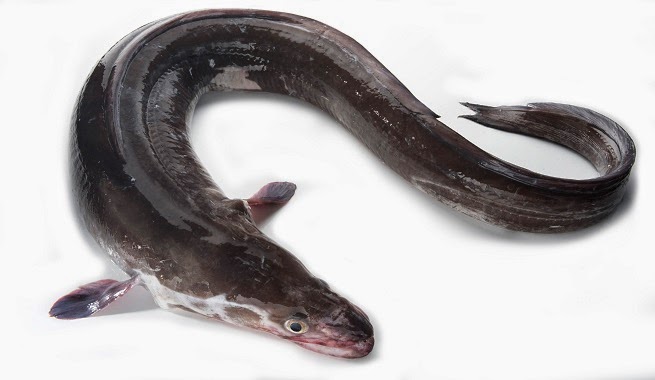 Congrio ~ EL SAUCE seafood