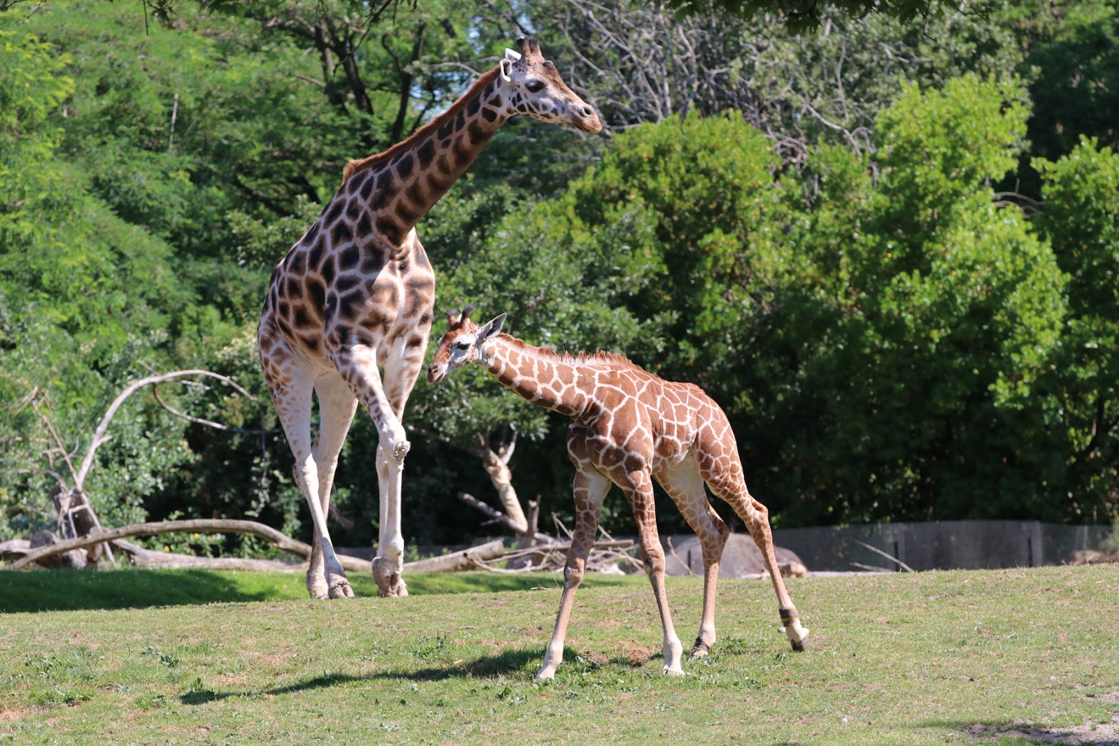 Hasani Explores the Savanna