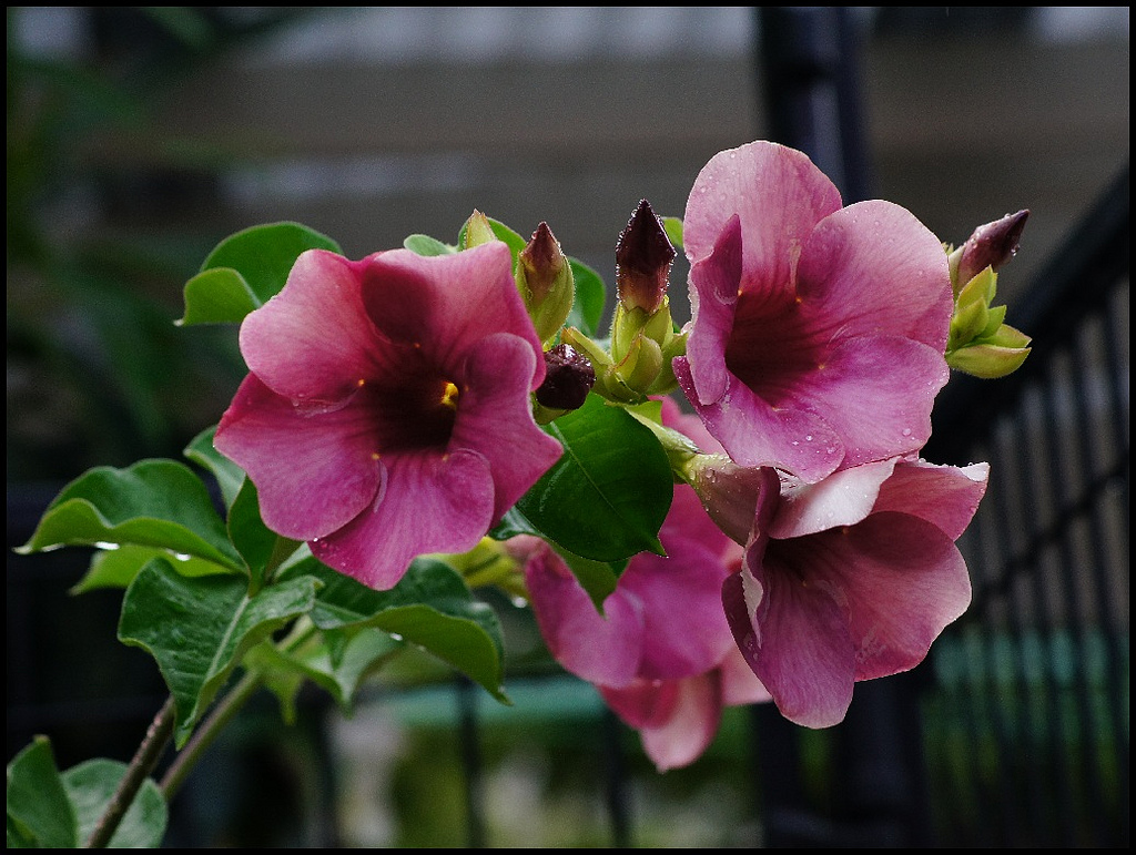 Allamanda blanchetti - A Alamanda Roxa - AprendaCultivar