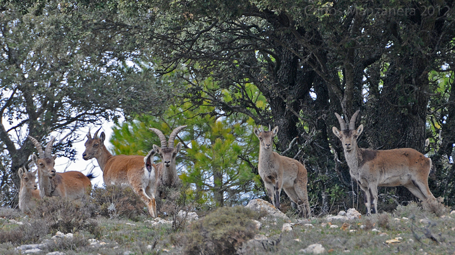Natura de Caps de Setmana: Capra pyrenaica