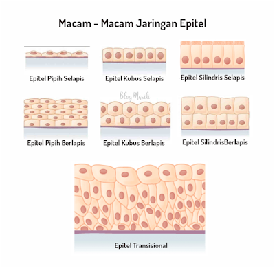 Free Download 89+ Gambar Jaringan Epitel Pipih HD Terbaru - Info...