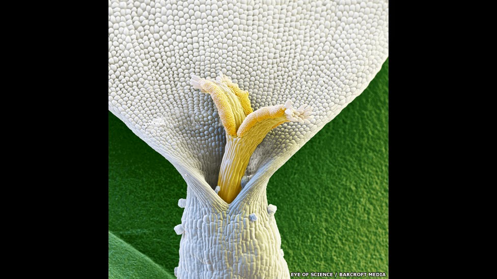 Unique world Inside beautiful flowers - Microscope flowers gallery