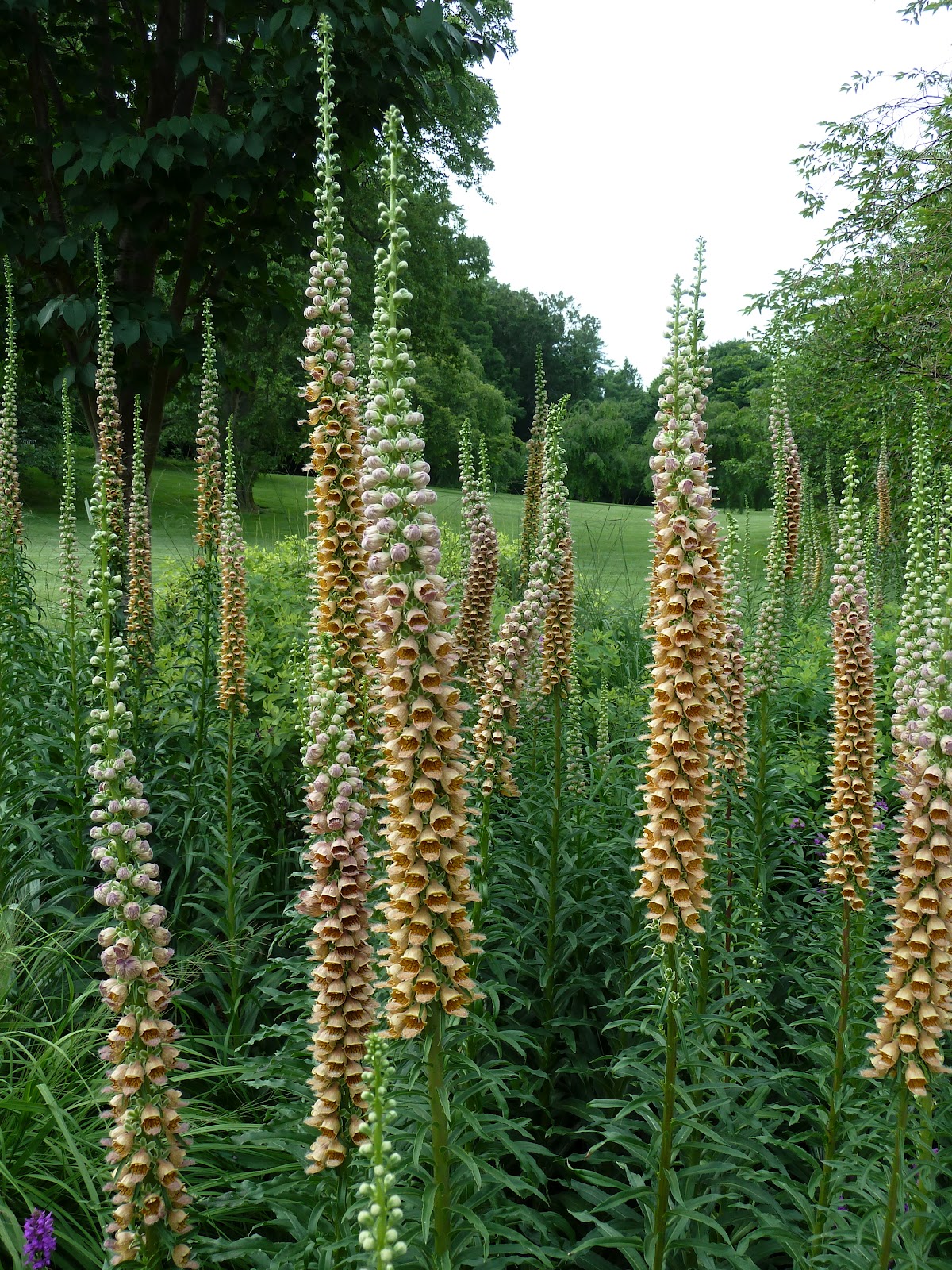 Digitalis ferruginea - Alchetron, The Free Social Encyclopedia