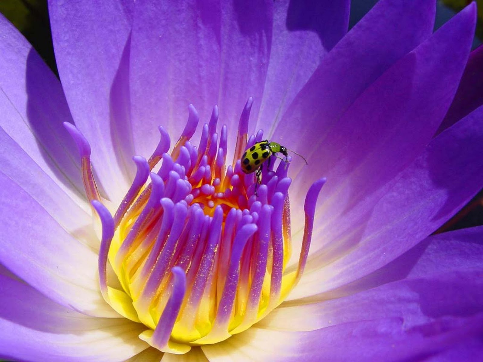 Water Lily - High Quality Wallpapers