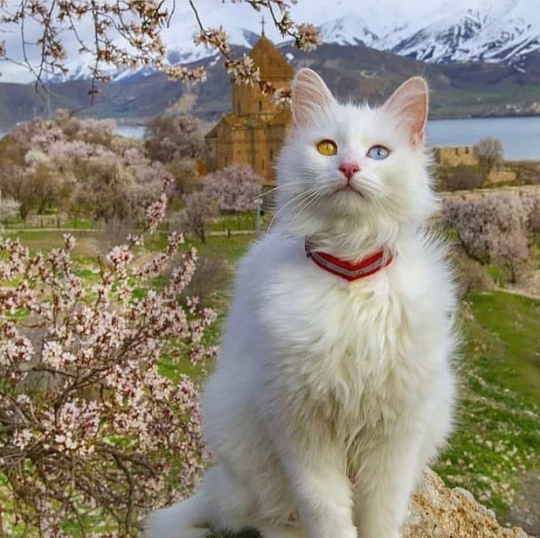 Keunikan Kucing Van Turki