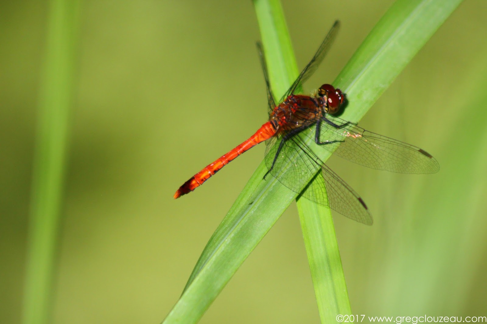 Des libellules rouges sang à Fontainebleau ~ FontaineBleau Passion