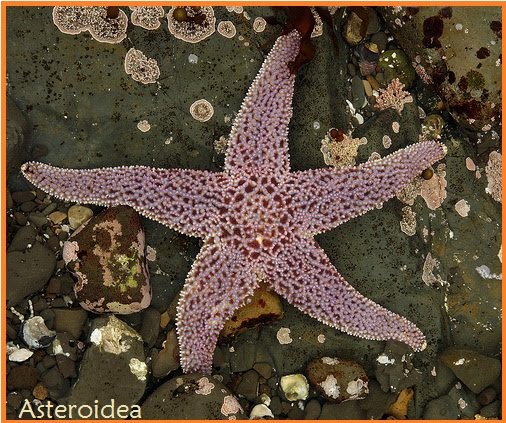 BIOLOGI GONZAGA: ASTEROIDEA