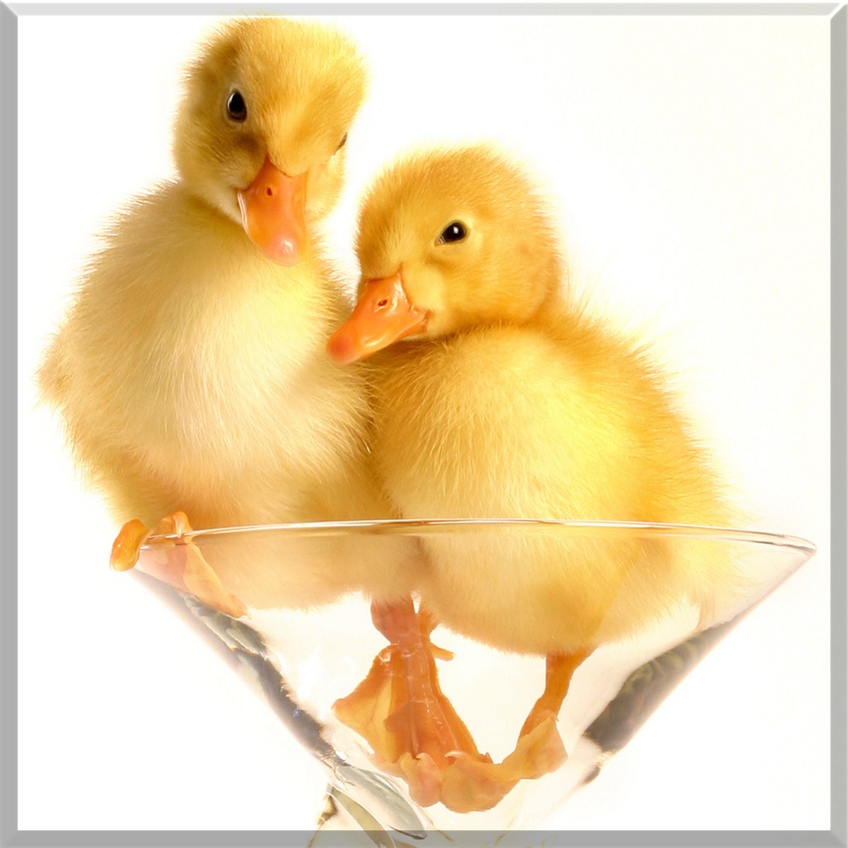 Patitos tiernos de amor - Imagui