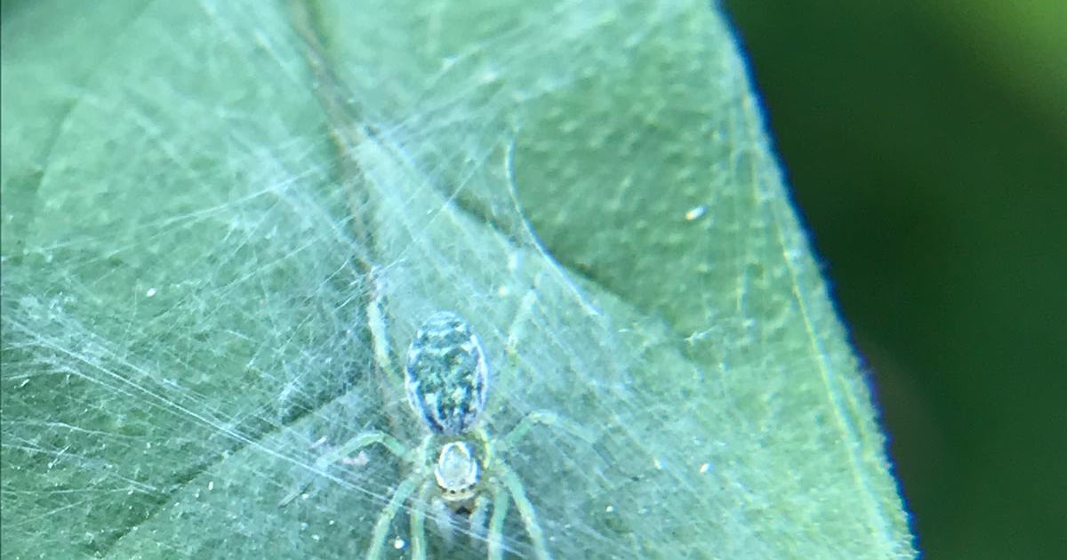 Binoculars, net and bug pots...: New Spider for Norfolk...