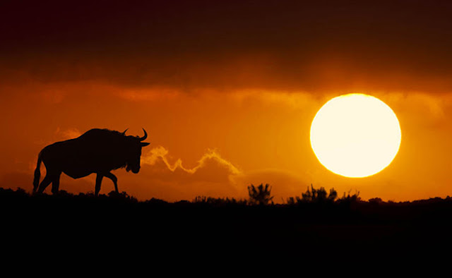 Fox Frydõ: por do sol