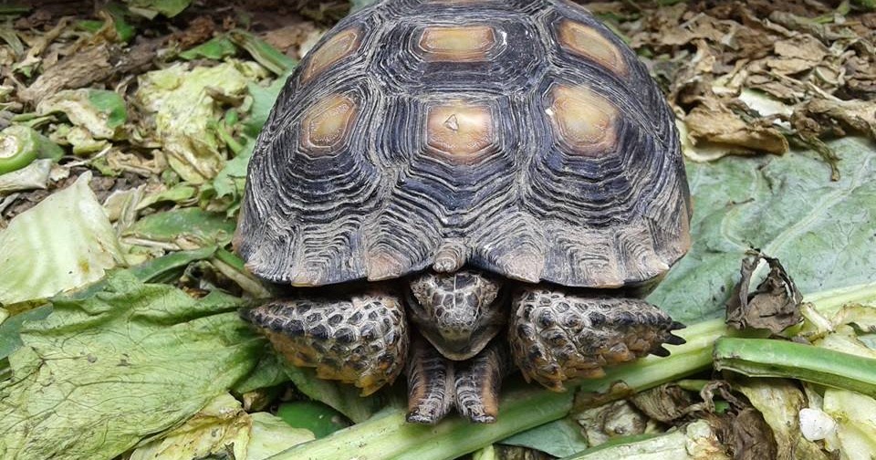 CRIADOR DE LA TORTUGA DE TIERRA,GOPEHRUS BERLANDIERI: TORTUGA 17 CM ...