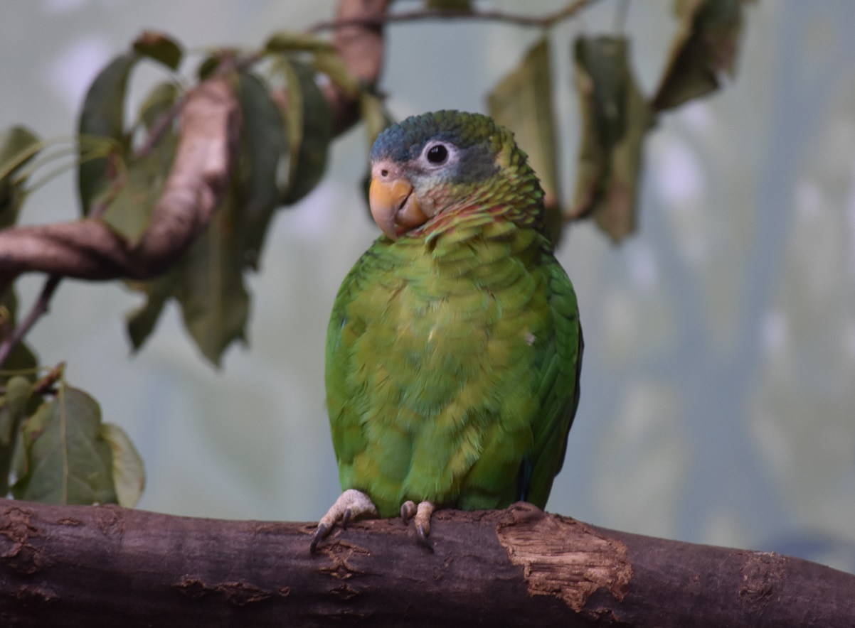 ZOOTOGRAFIANDO (6.100 ANIMALS): AMAZONA DE PICO AMARILLO / YELLOW ...