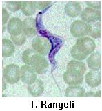 Microbiologia y Parasitologia 2_E Unpa: “TRIPANOSOMA RANGELI”