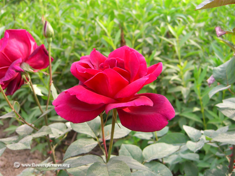 Funny Pictures Gallery: Rose flower, rose flower wiki, pictures of ...