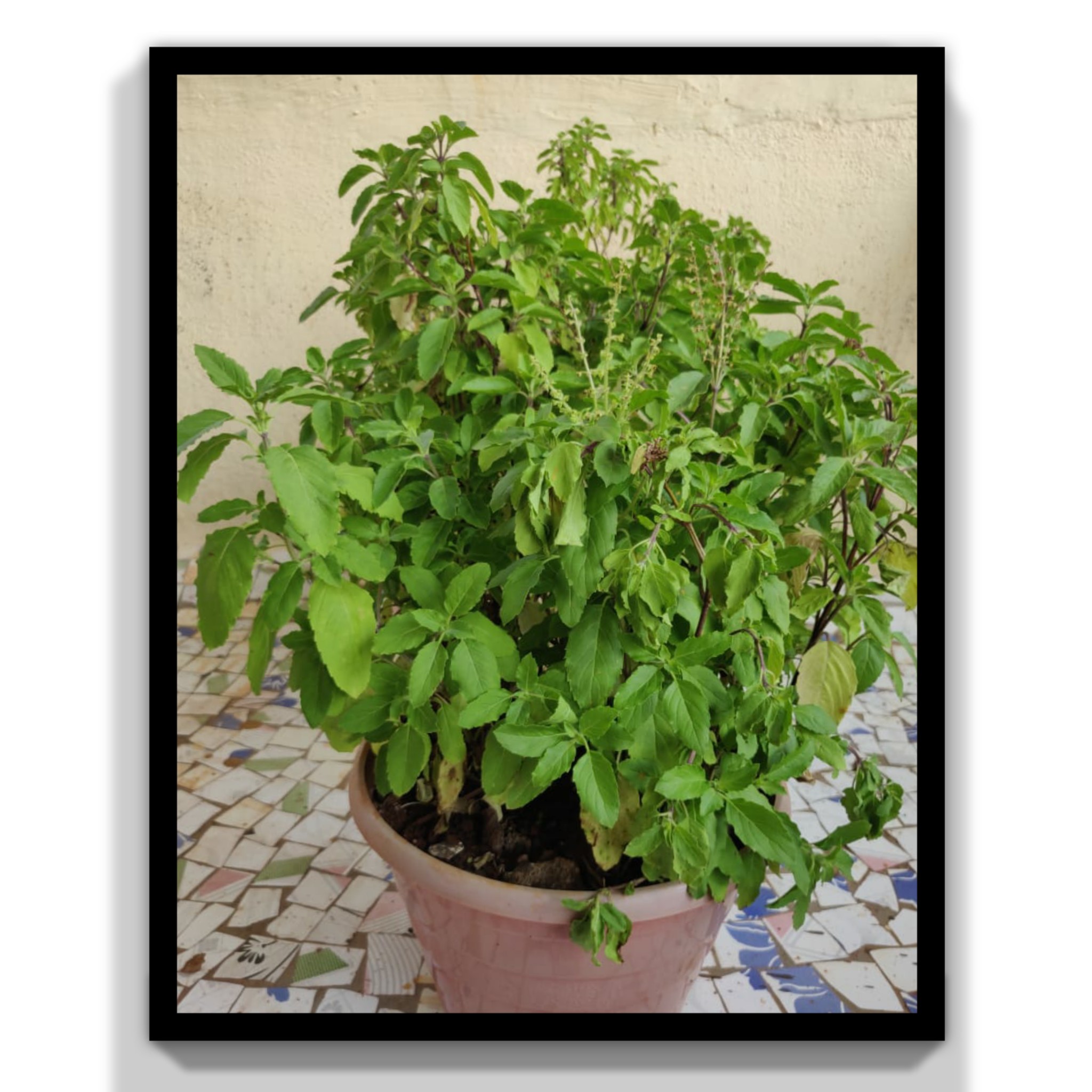 How to Care and Propagate: Tulsi Plant