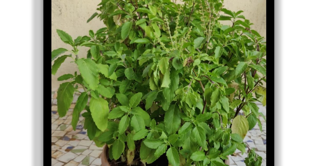 How to Care and Propagate: Tulsi Plant