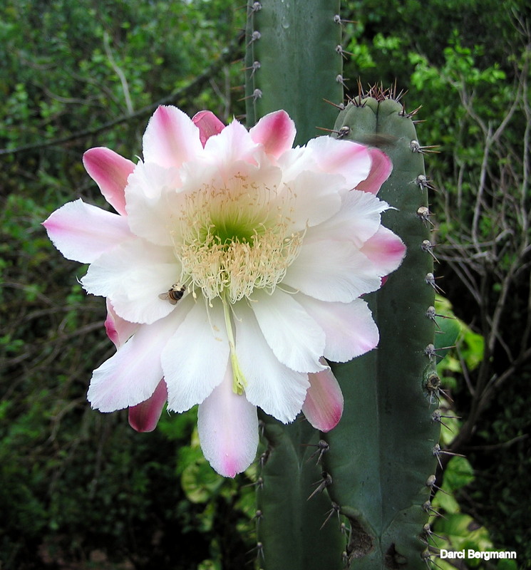 Plante Uma Vida, Plante Uma Árvore: Tuna: um dos símbolos do Pampa