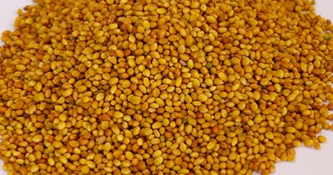 VIGNETTE HI-TECH SEED KARNAL: Berseem Seed BL-42 available Contact ...