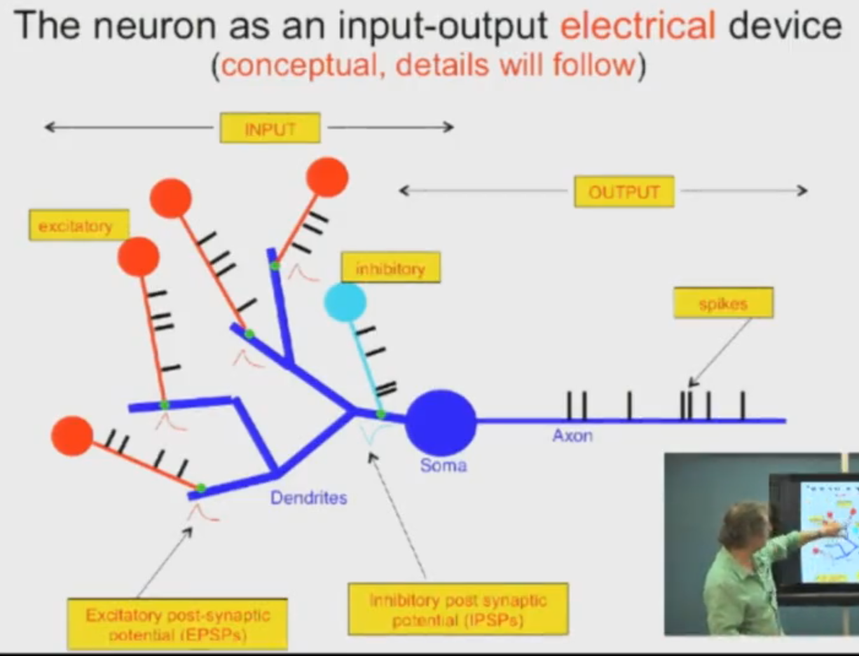 A learner's notebook.: Neuron: Axon, Dendrite, and Synapse
