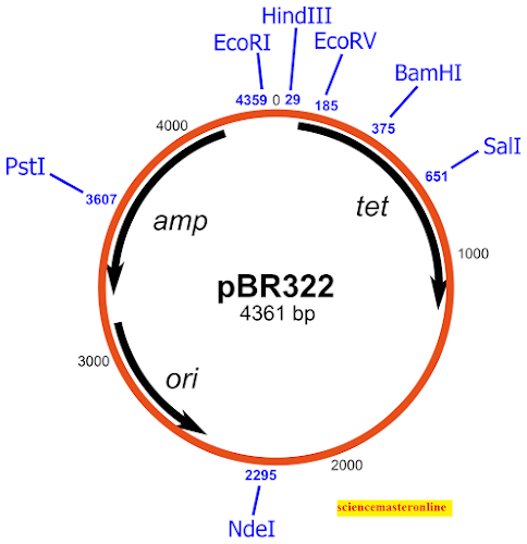MOLECULAR CLONING METHOD: DNA CLONING VECTORS - Science Master