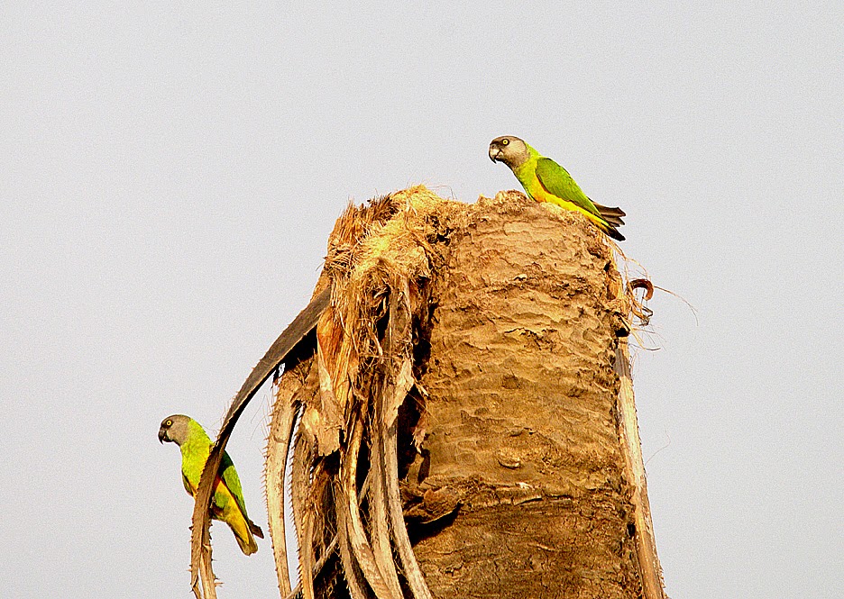 DavesBirdingDiary: Senegal Parrot ( Poicephalus senegalus ) DavesBirdingDiary: Senegal Parrot ( Poicephalus senegalus )