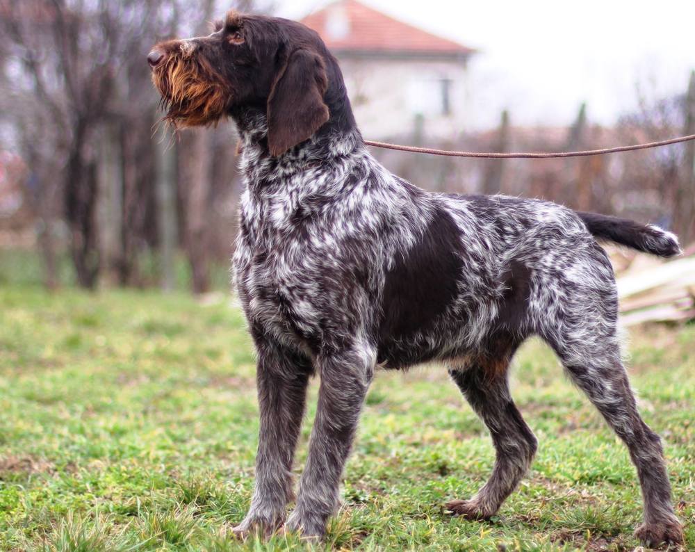 NUNCAJAMAS COCKER: LAS RAZAS DE PERROS. CLASIFICACIÓN SEGÚN LA FCI. GRUPO 7