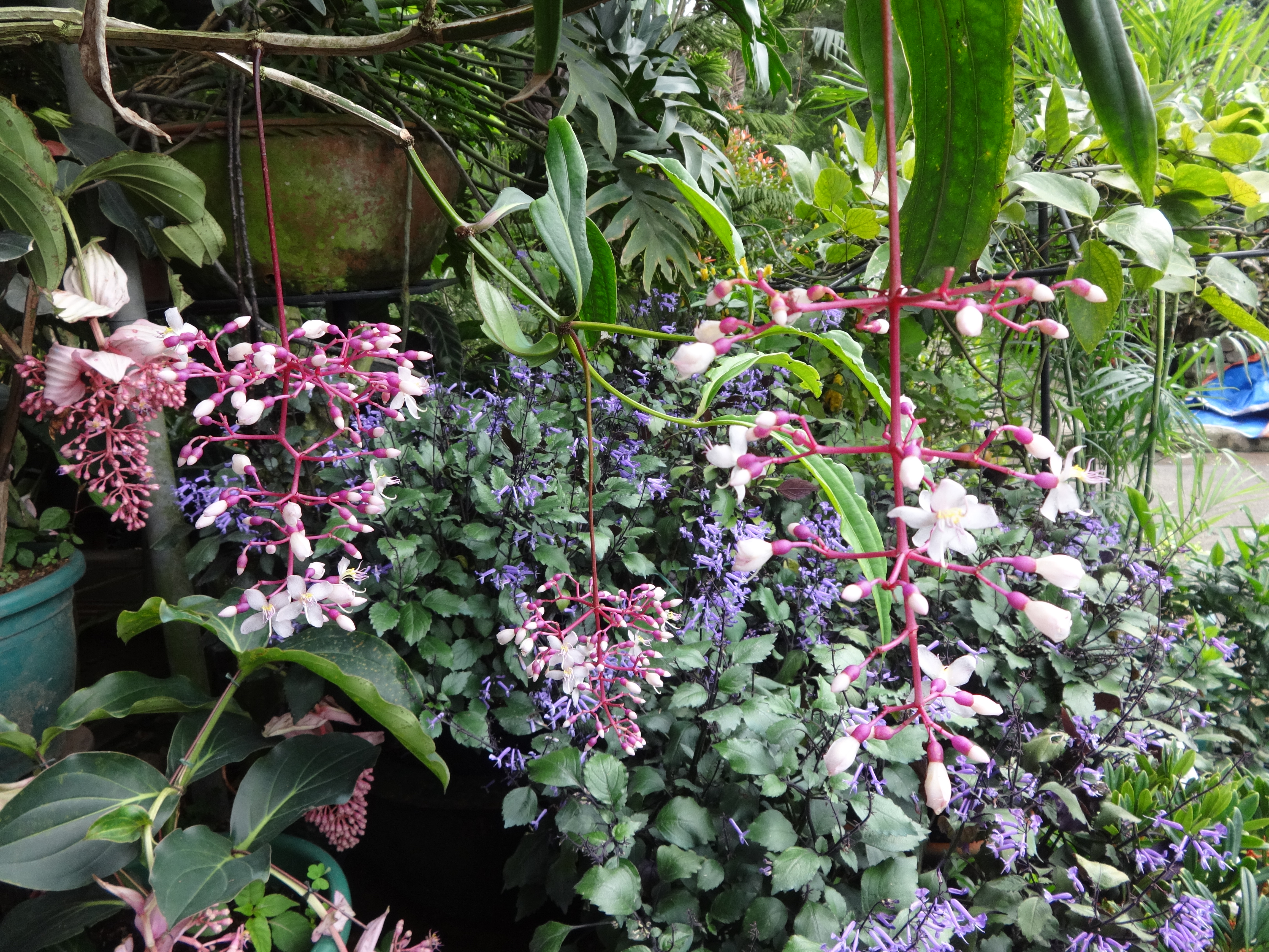 Herbs from Distant Lands: Medinilla magnifica, Medinilla pendula ...