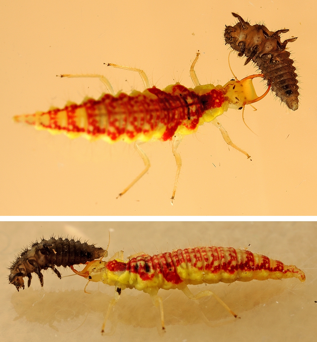 JJ's Photographic nature blog: Bug-eyed and legless...