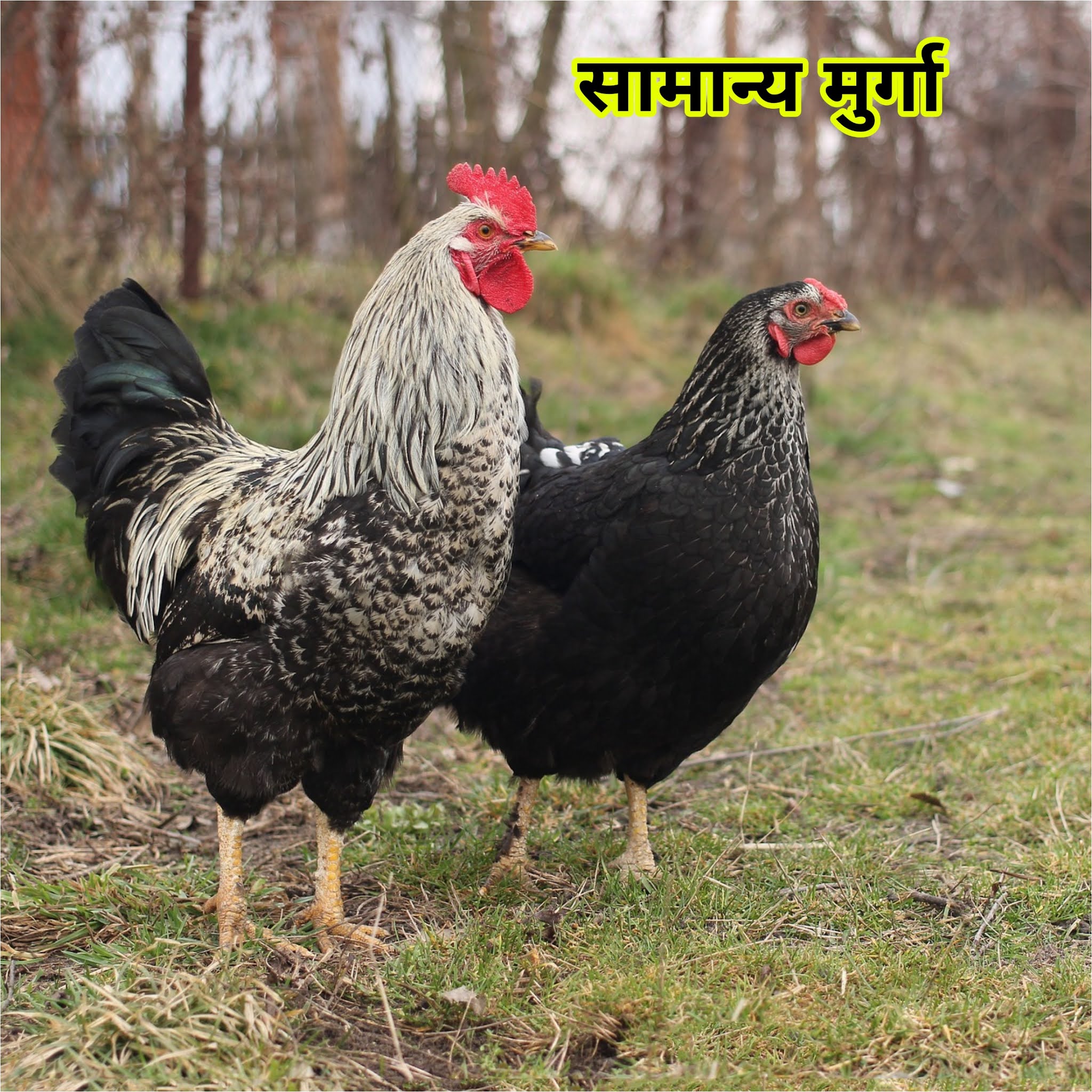 कड़कनाथ मुर्गा की जानकारी | Kadaknath murga in hindi