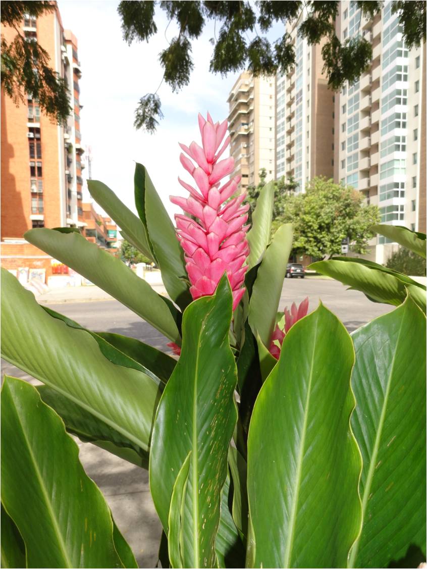 La Doctora De Las Plantas: Flores de plantas exóticas en la ciudad ...