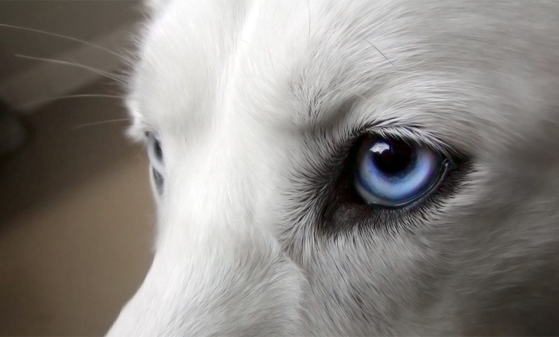 La visión del perro