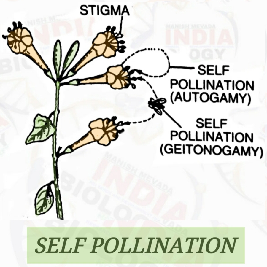 POLLINATION - SELF POLLINATION & CROSS POLLINATION
