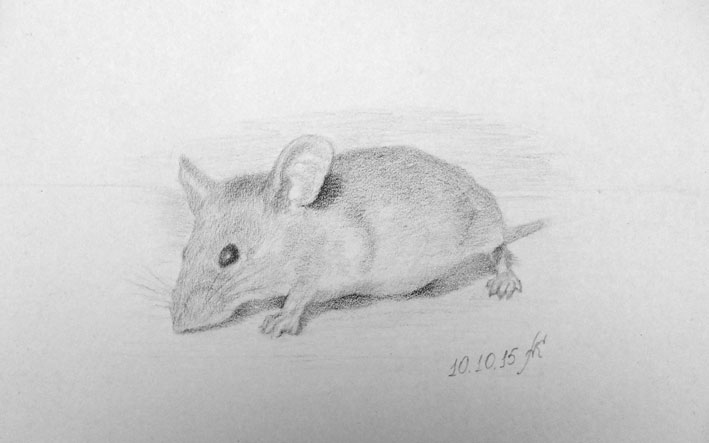 Min kalligrafi: Tegninger av dyr / Animal drawings