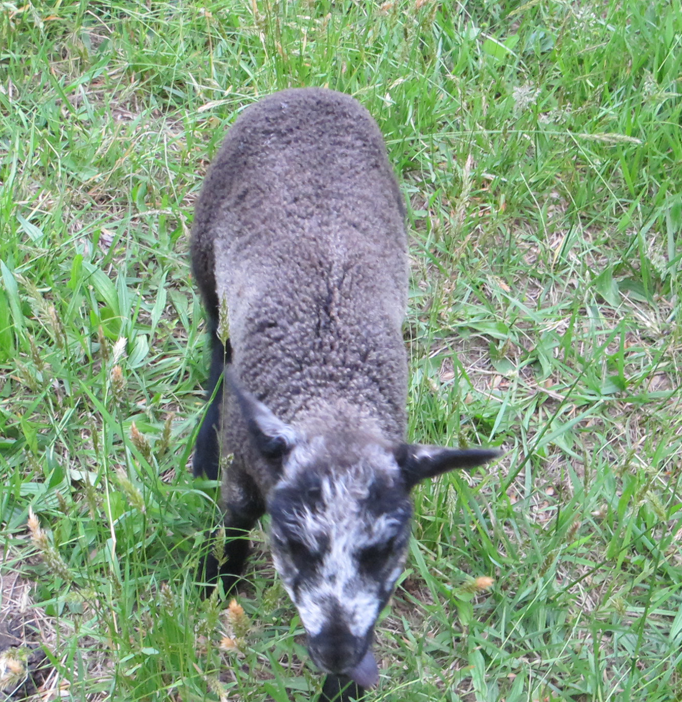 FarmGirl's Homestead Sheep: Finnsheep and Gulf Coast Natives