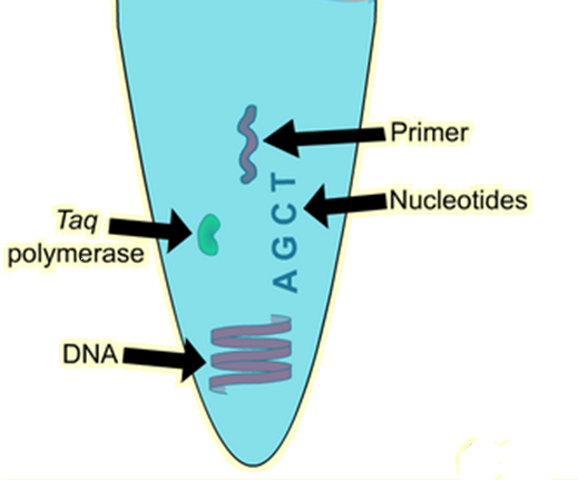 MCQ on PCR (Polymerase Chain Reaction) || Molecular Biology Techniques MCQ