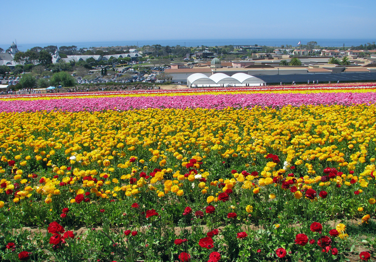 The Bell Curve of Life: Carlsbad Flower Fields
