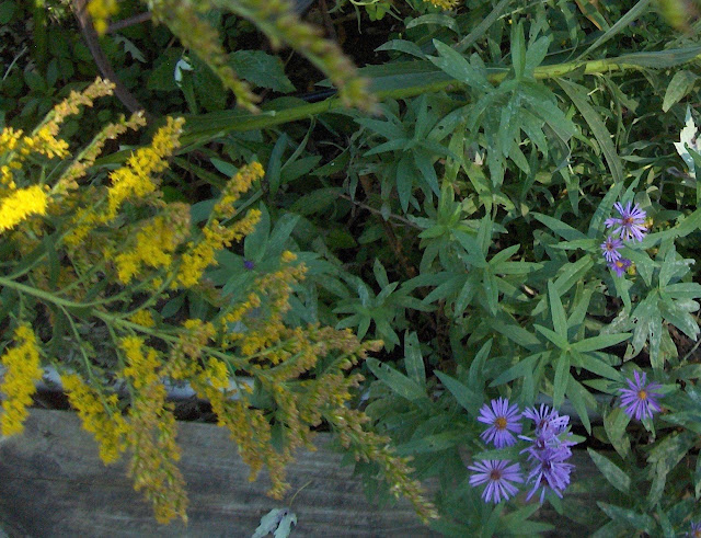 Somethings Old, New, Green, Redo!: Late Summer Midwest Garden