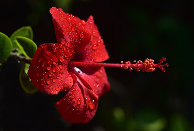 20+ Gambar Bunga Sepatu Tercantik