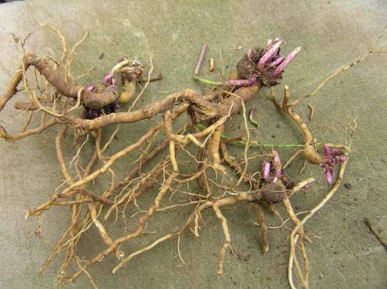 Creators Garden: Seneca Snakeroot